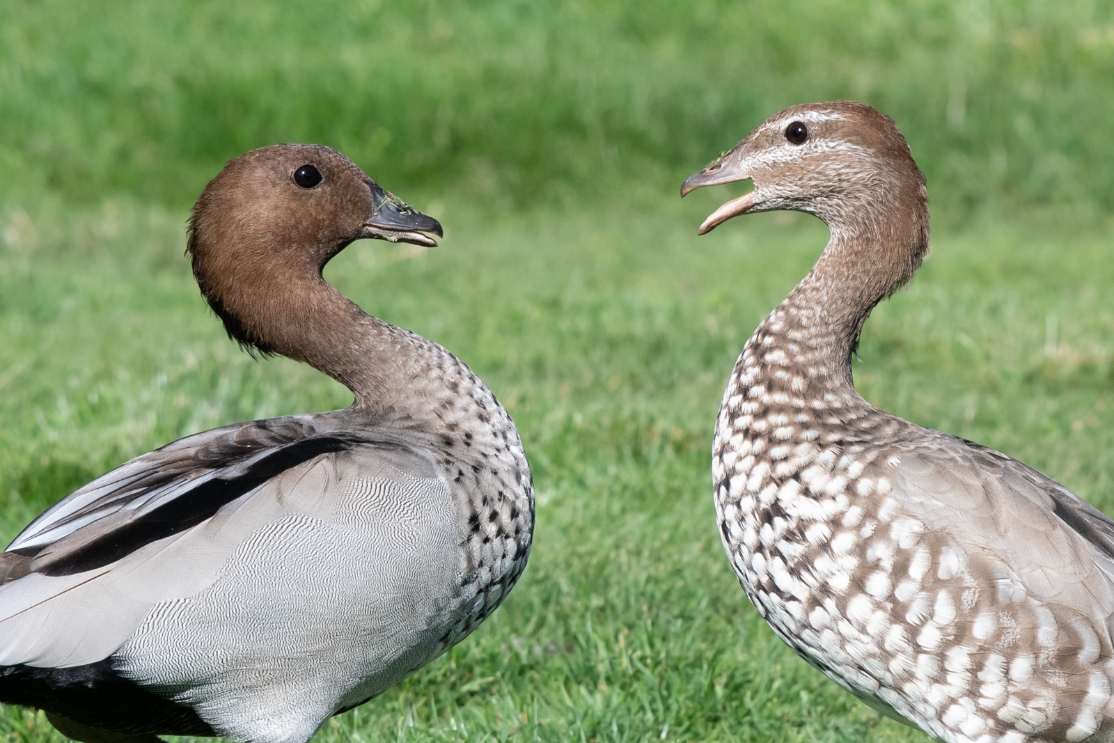 Ducks – Sorell Council